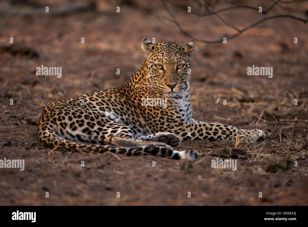 Leopard facing camera hi-res stock photography and images - Alamy