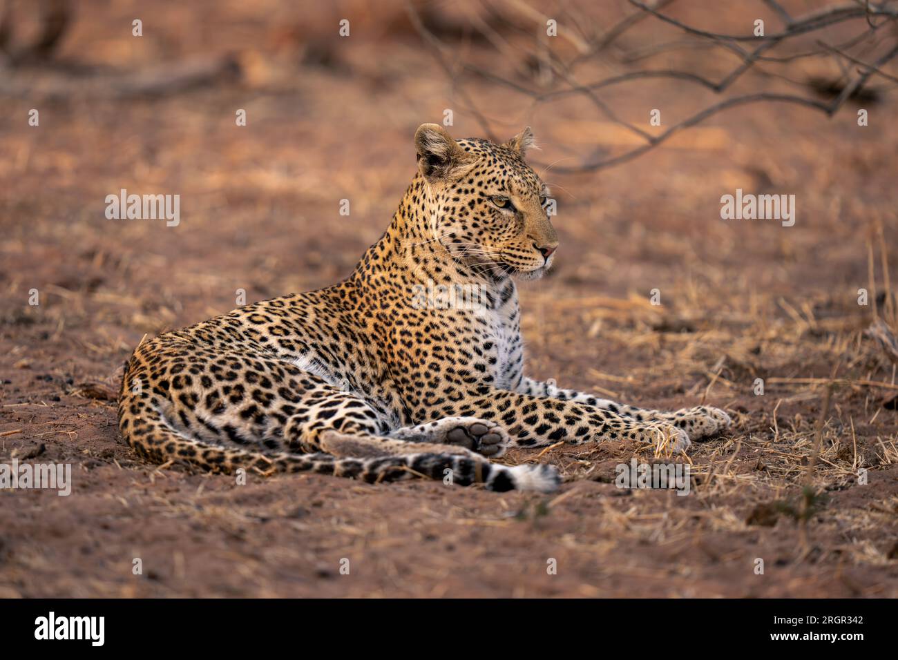 Leopard lies on sandy ground raising head Stock Photo - Alamy