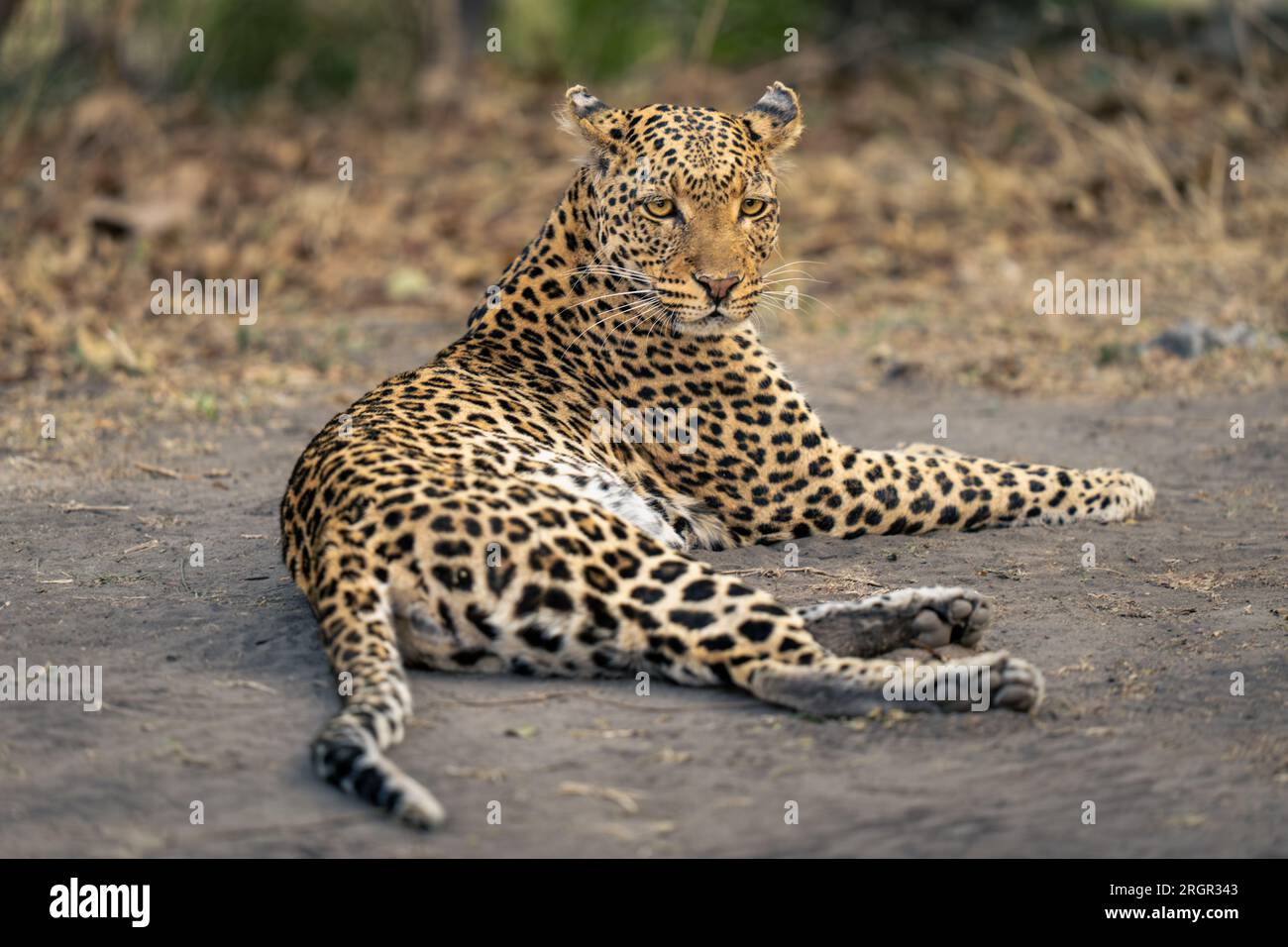 Leopard lies on sandy hi-res stock photography and images - Alamy
