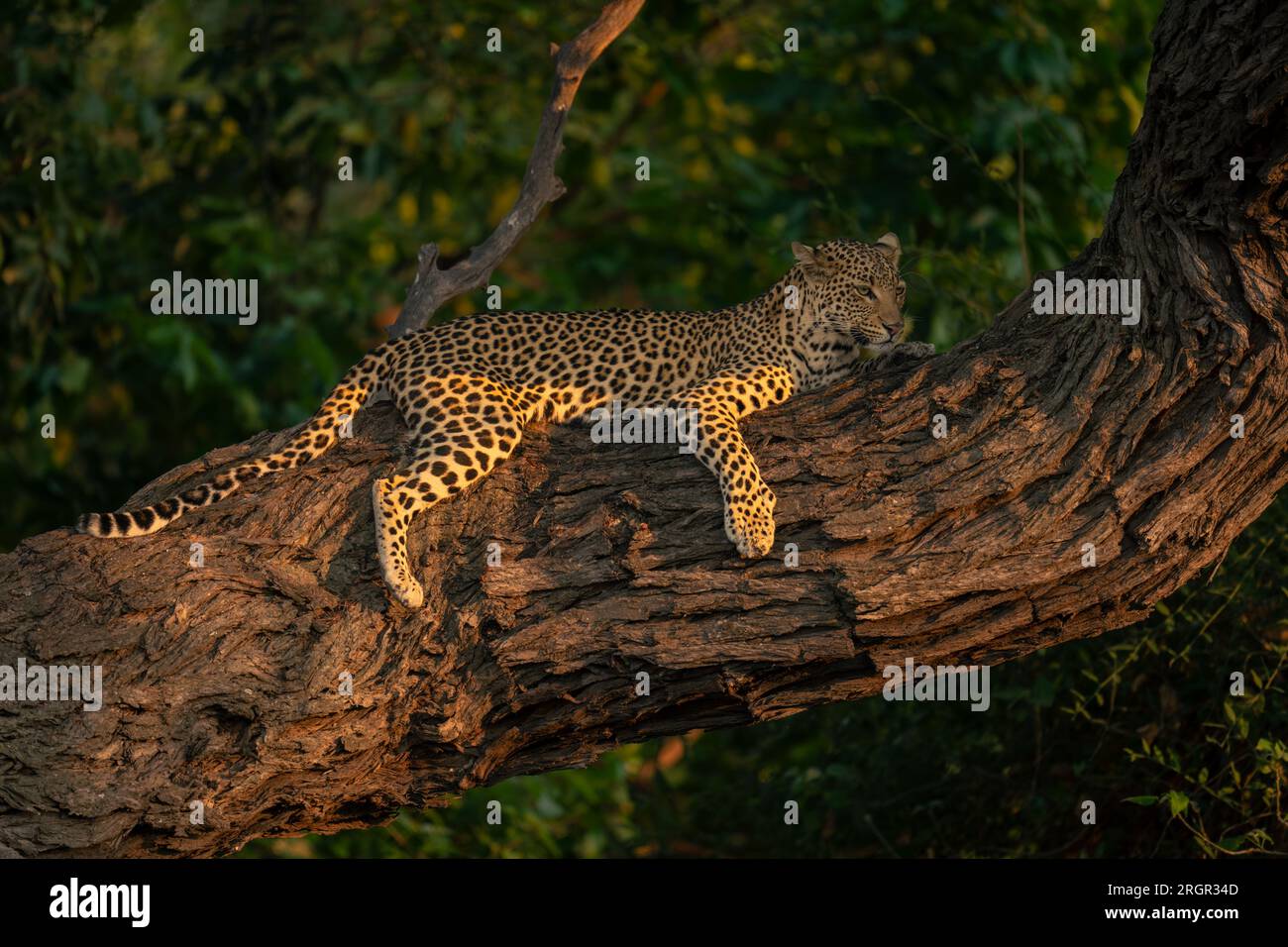 Leopard lying on tree trunk hi-res stock photography and images - Alamy