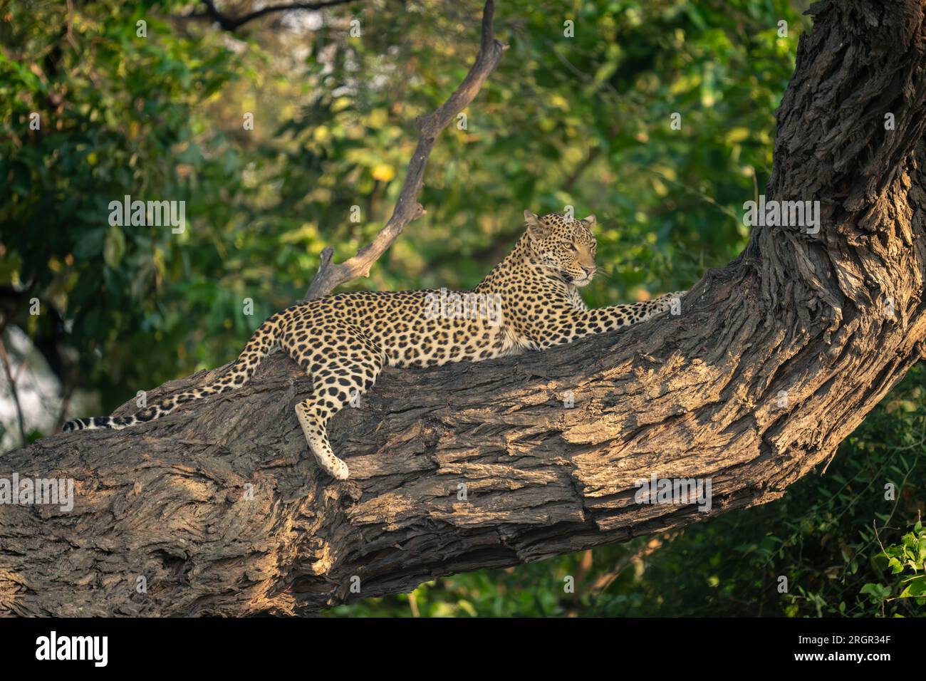 Leopard lies on thick hi-res stock photography and images - Alamy