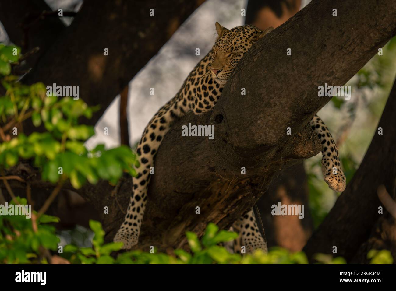 Leopard lies sleeping in tree straddling branch Stock Photo - Alamy