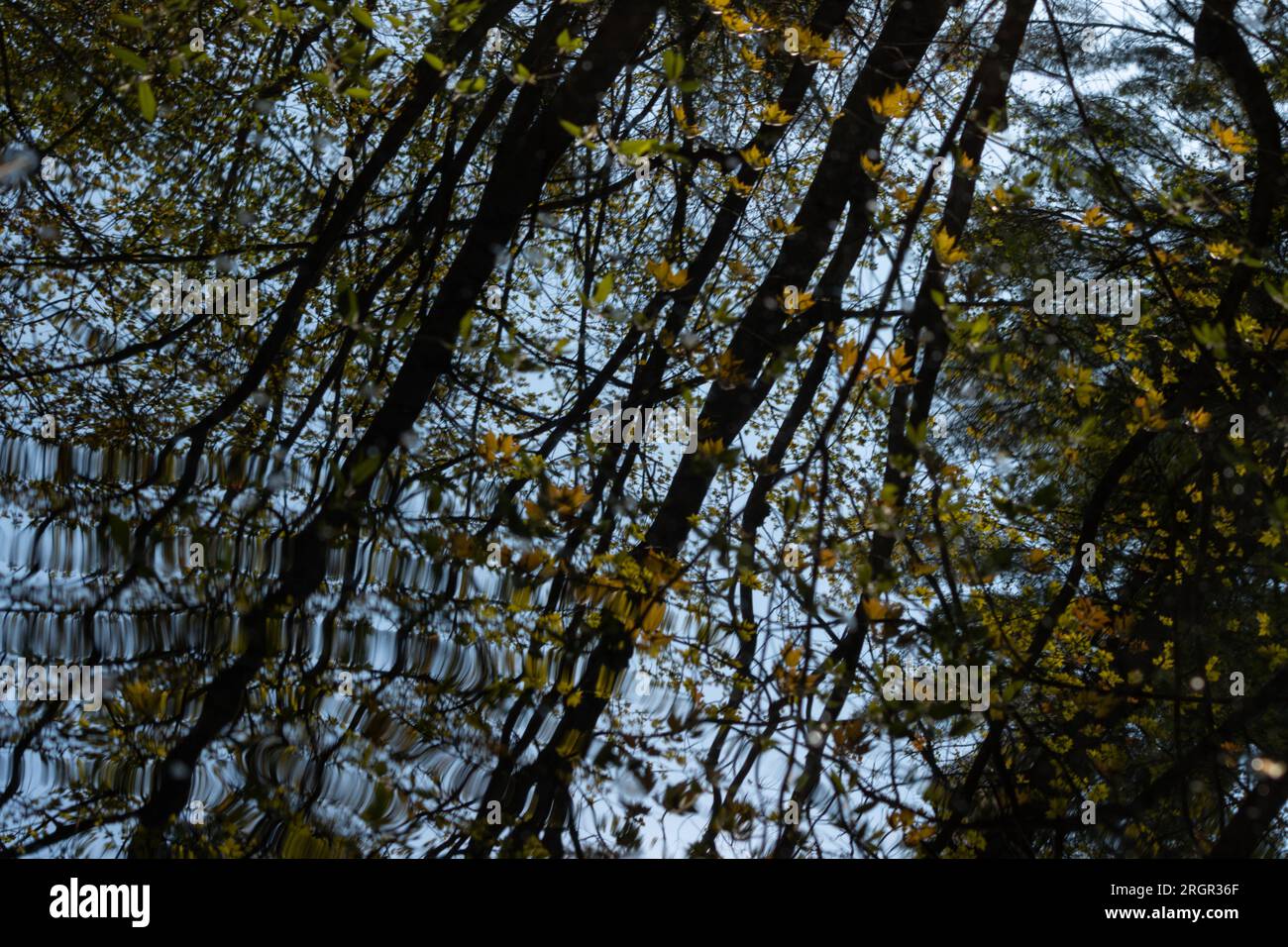 Canadian spring wildflowers hi-res stock photography and images - Alamy