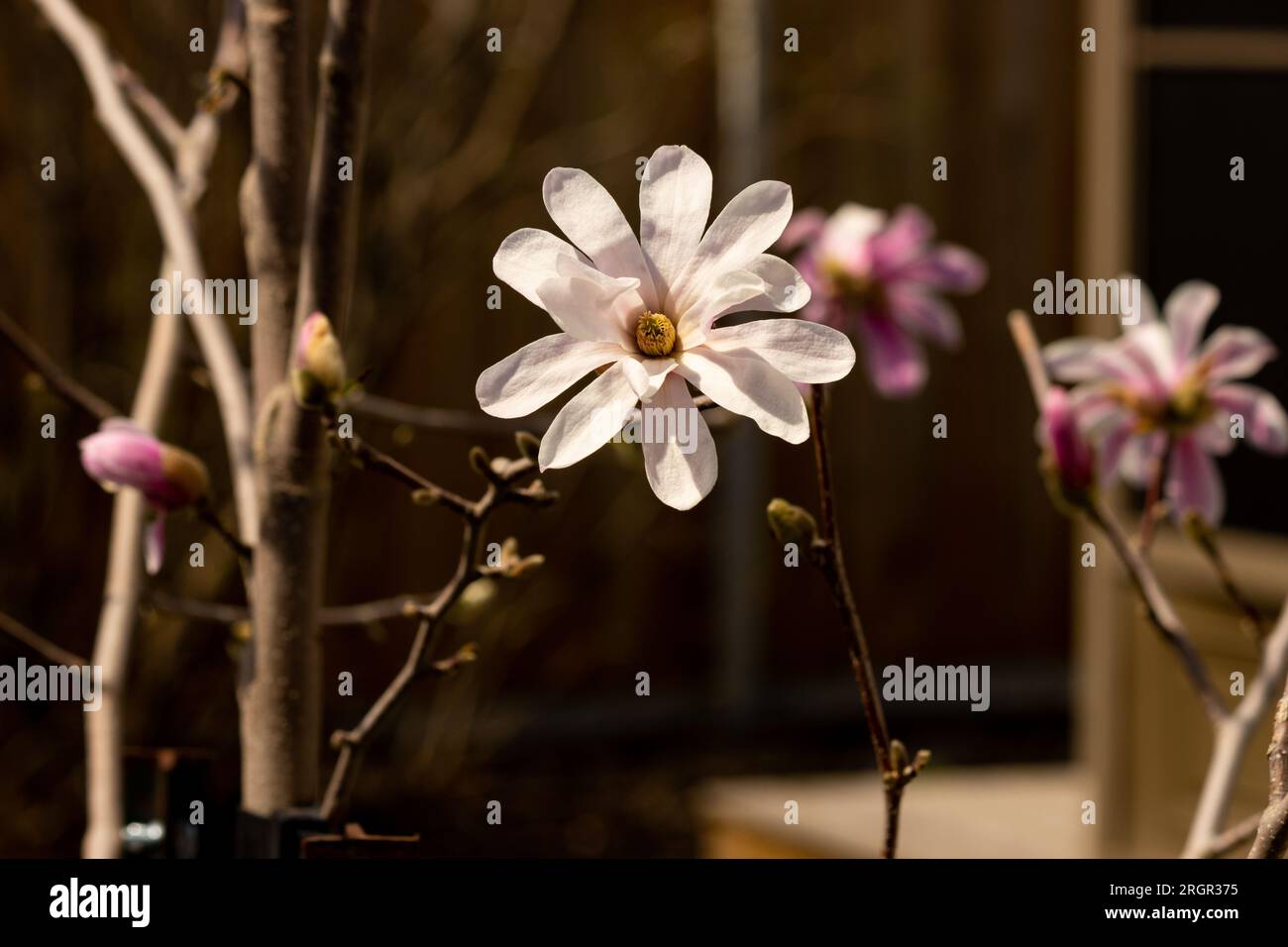 A magnolia flower blooms vigorously in early spring Stock Photo - Alamy