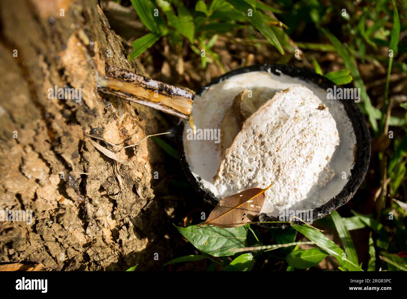 Rubber tree forest organic plantation in Ko Yao Island in south ...