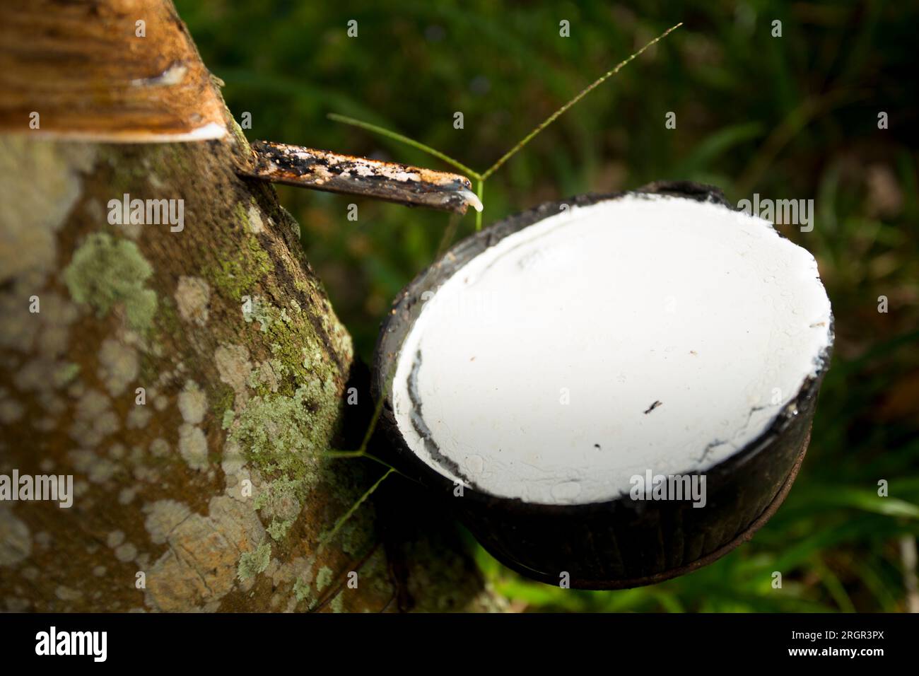 Rubber tree forest organic plantation in Ko Yao Island in south ...