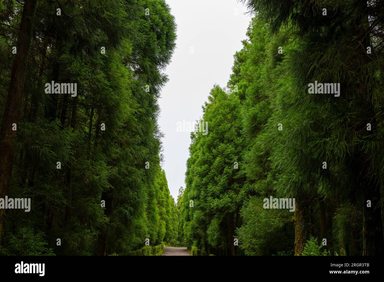 Tall cryptomeria trees with terrain path in the forest Stock Photo - Alamy