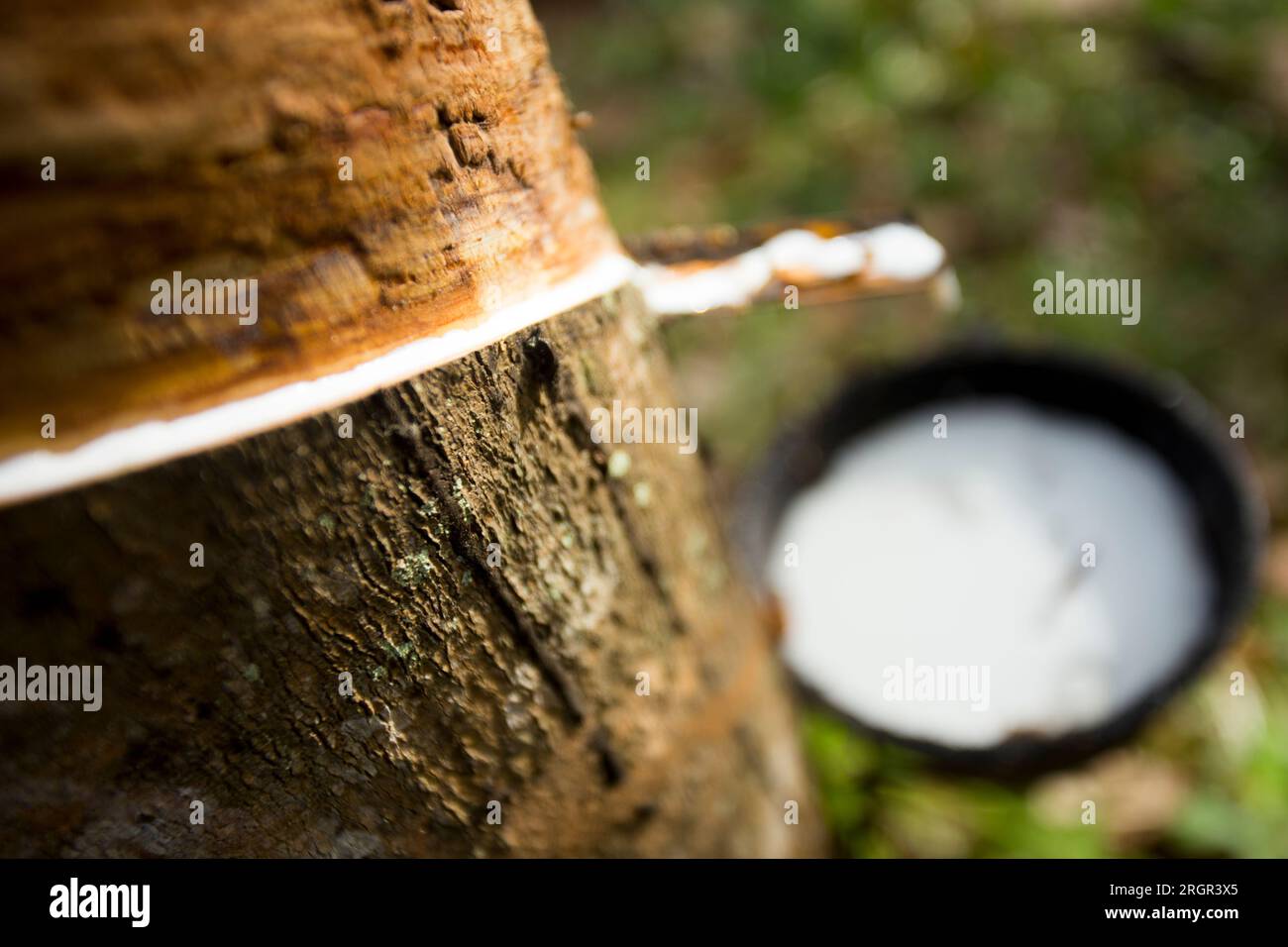 Natural rubber latex hi-res stock photography and images - Alamy