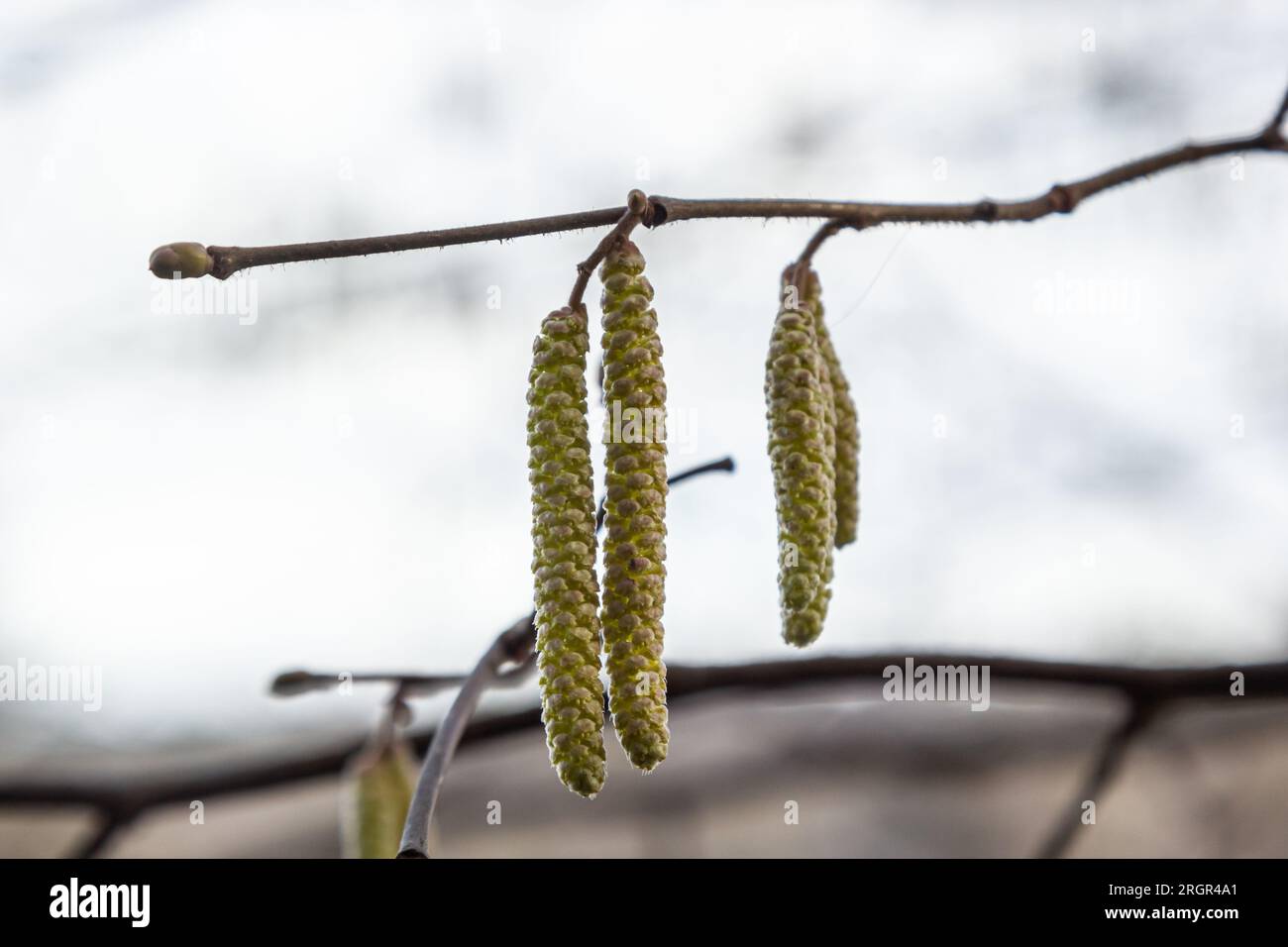 Common hazel Corylus avellana, in the spring blooms in the forest Stock ...