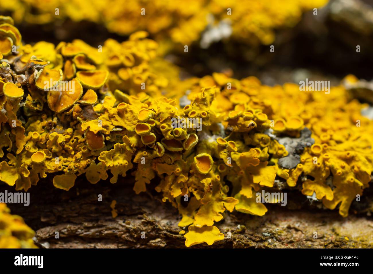 Xanthoria parietina common orange lichen, yellow scale, maritime ...