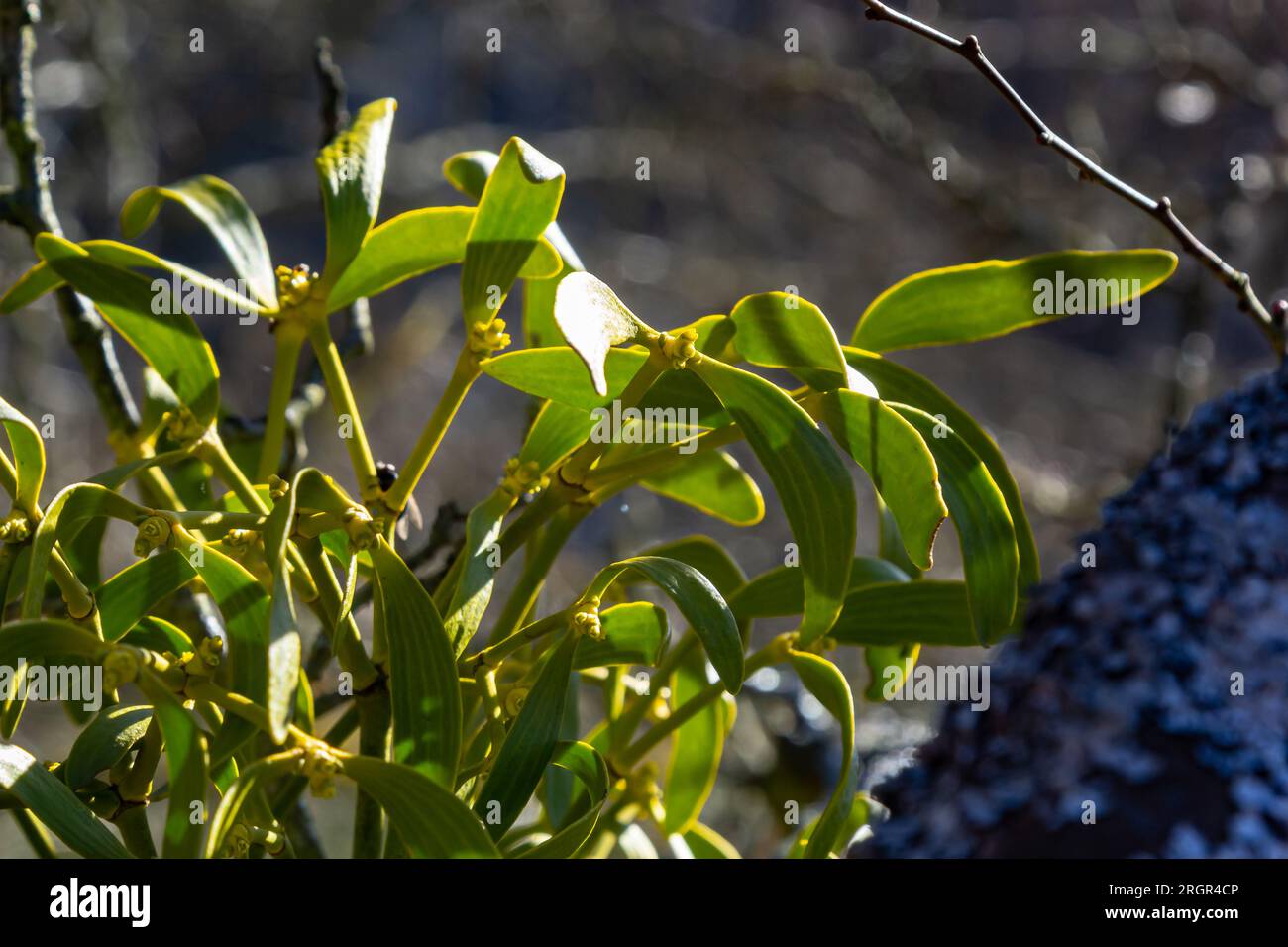 green branches of white mistletoe close-up, Viscum album, Santalaceae ...