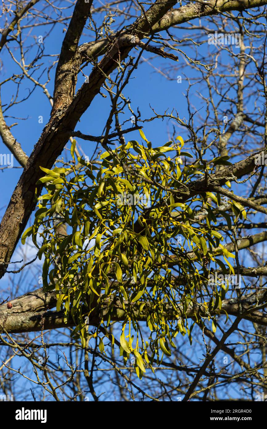 green branches of white mistletoe close-up, Viscum album, Santalaceae ...