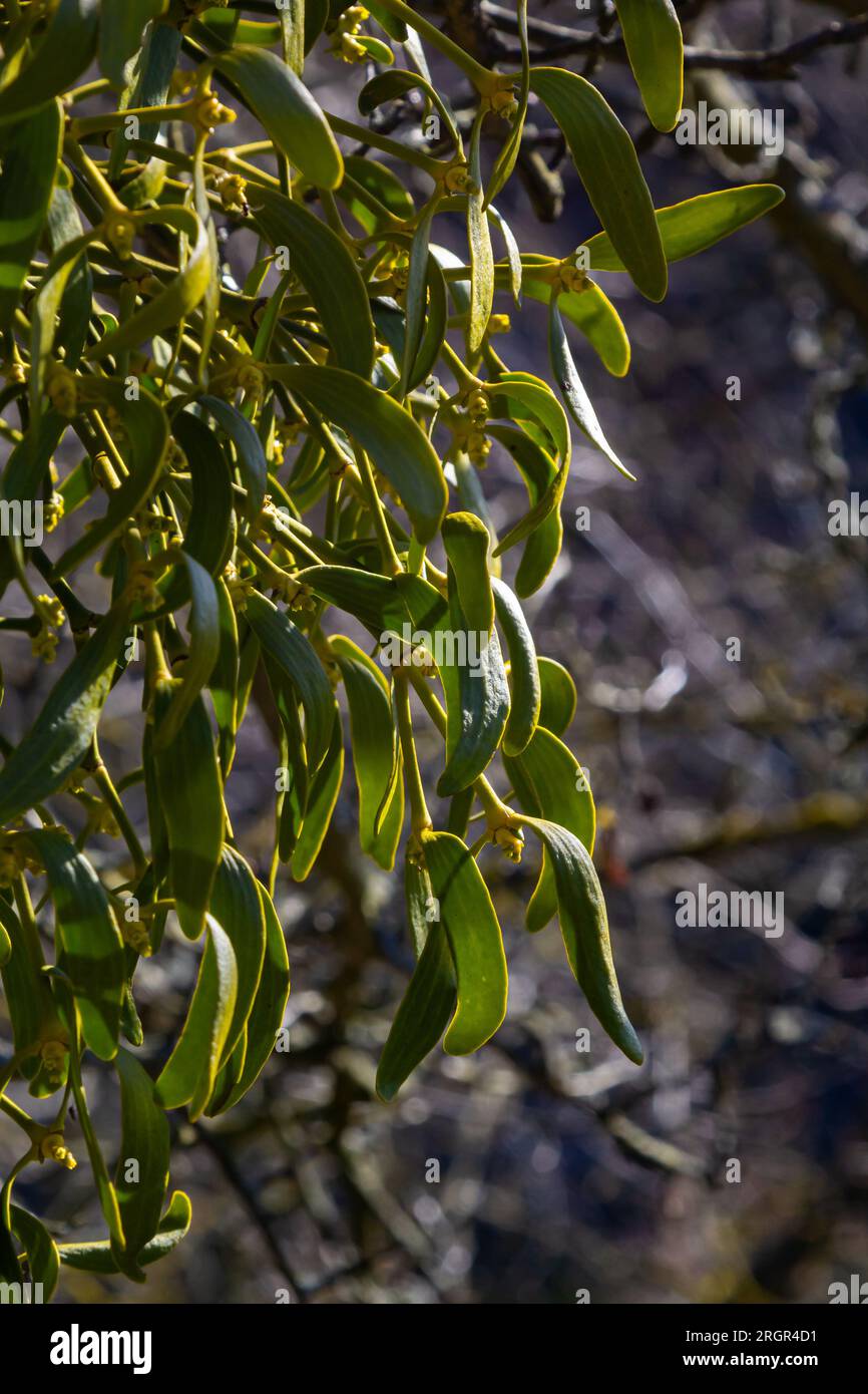 green branches of white mistletoe close-up, Viscum album, Santalaceae ...