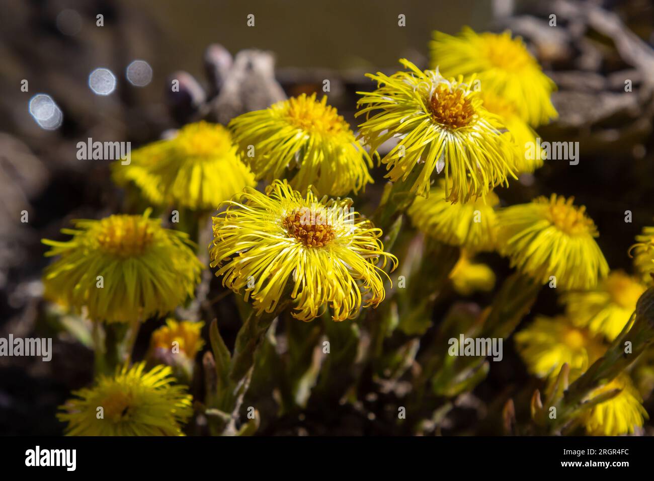 Tussilago farfara, commonly known as coltsfoot is a plant in the ...