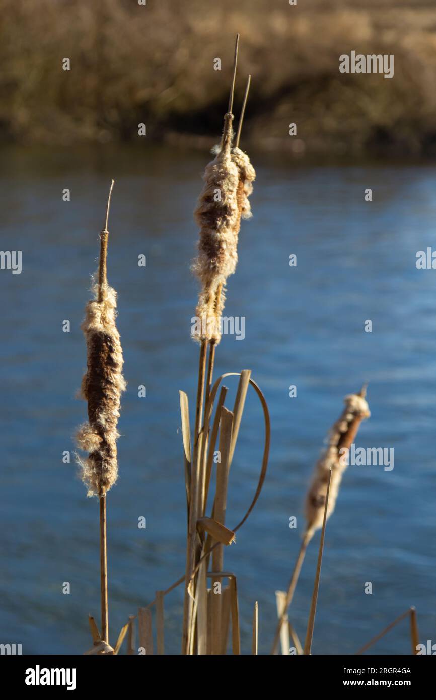 Cattails bulrush Typha latifolia beside river. Closeup of blooming ...