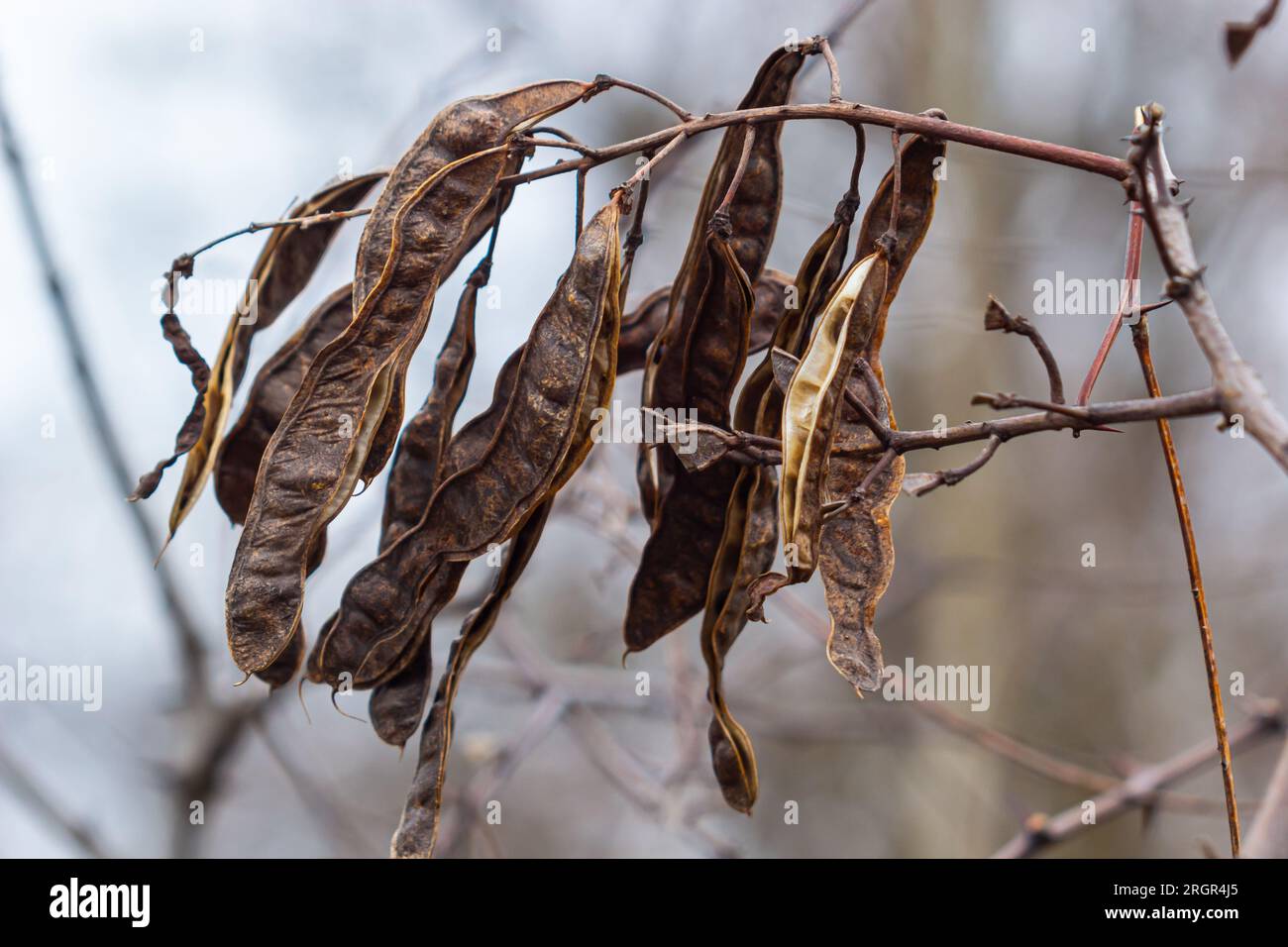 Black locust seeds hanging and dry so that the black seed fall out ...