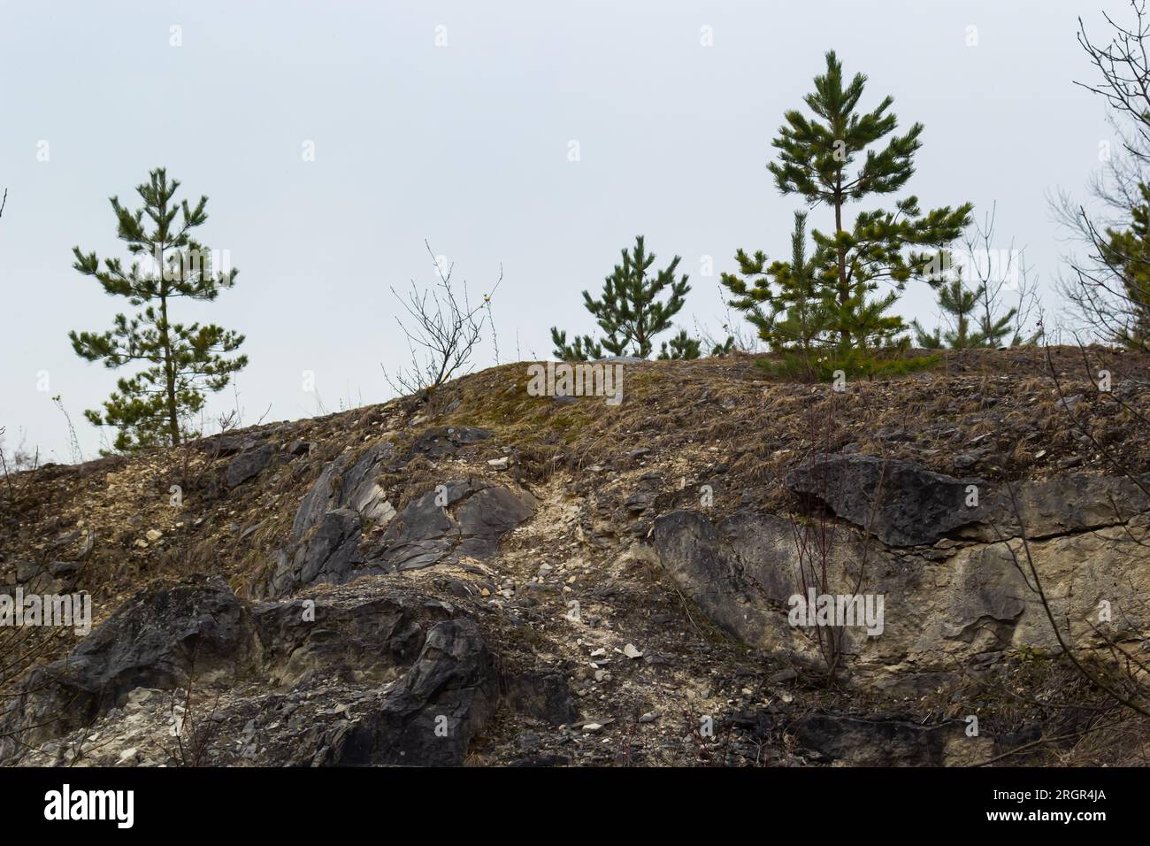 Small pine tree. small green spruce grows on a stone against the ...