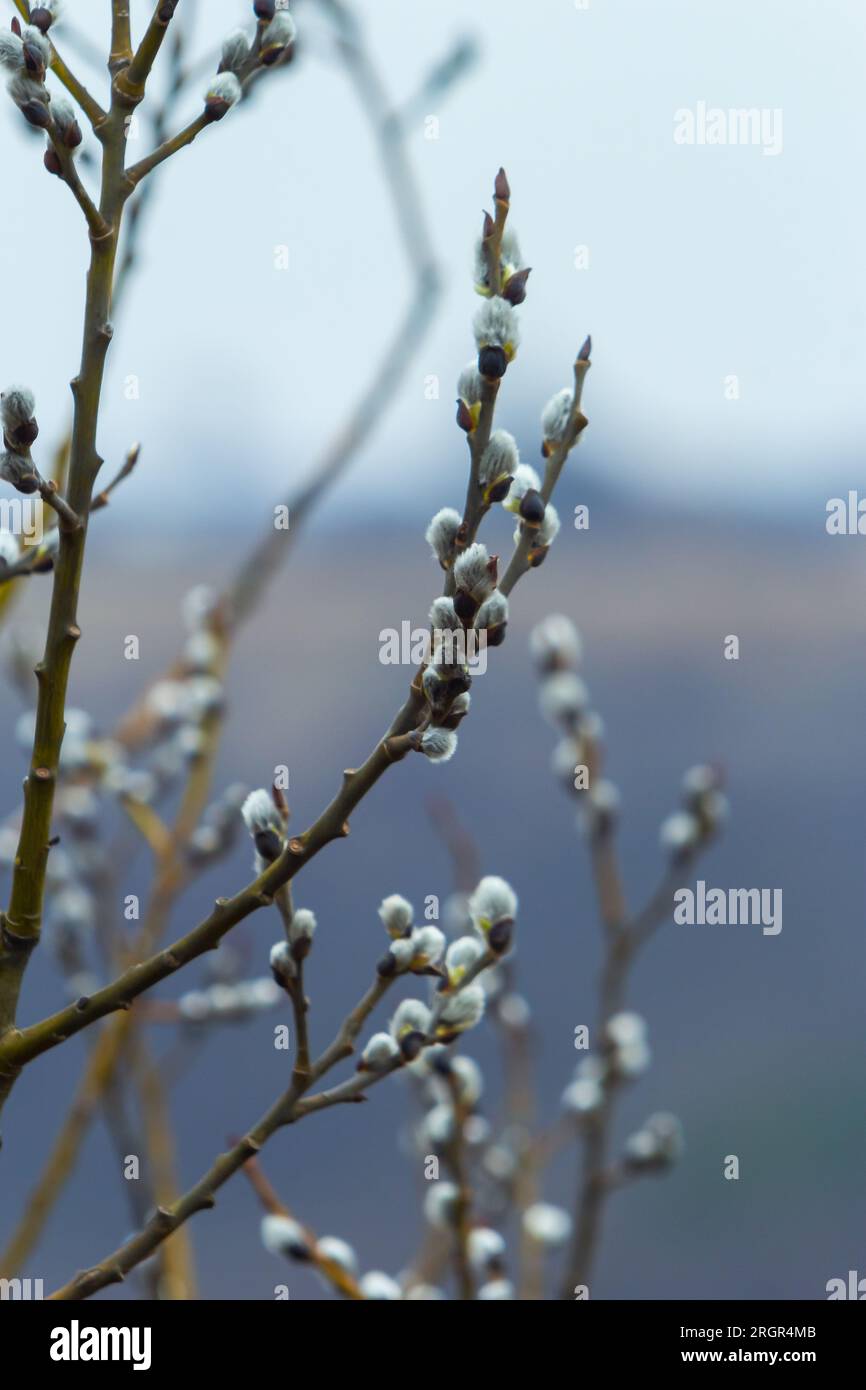 Willow Salix caprea branch with coats, fluffy willow flowers. Easter ...