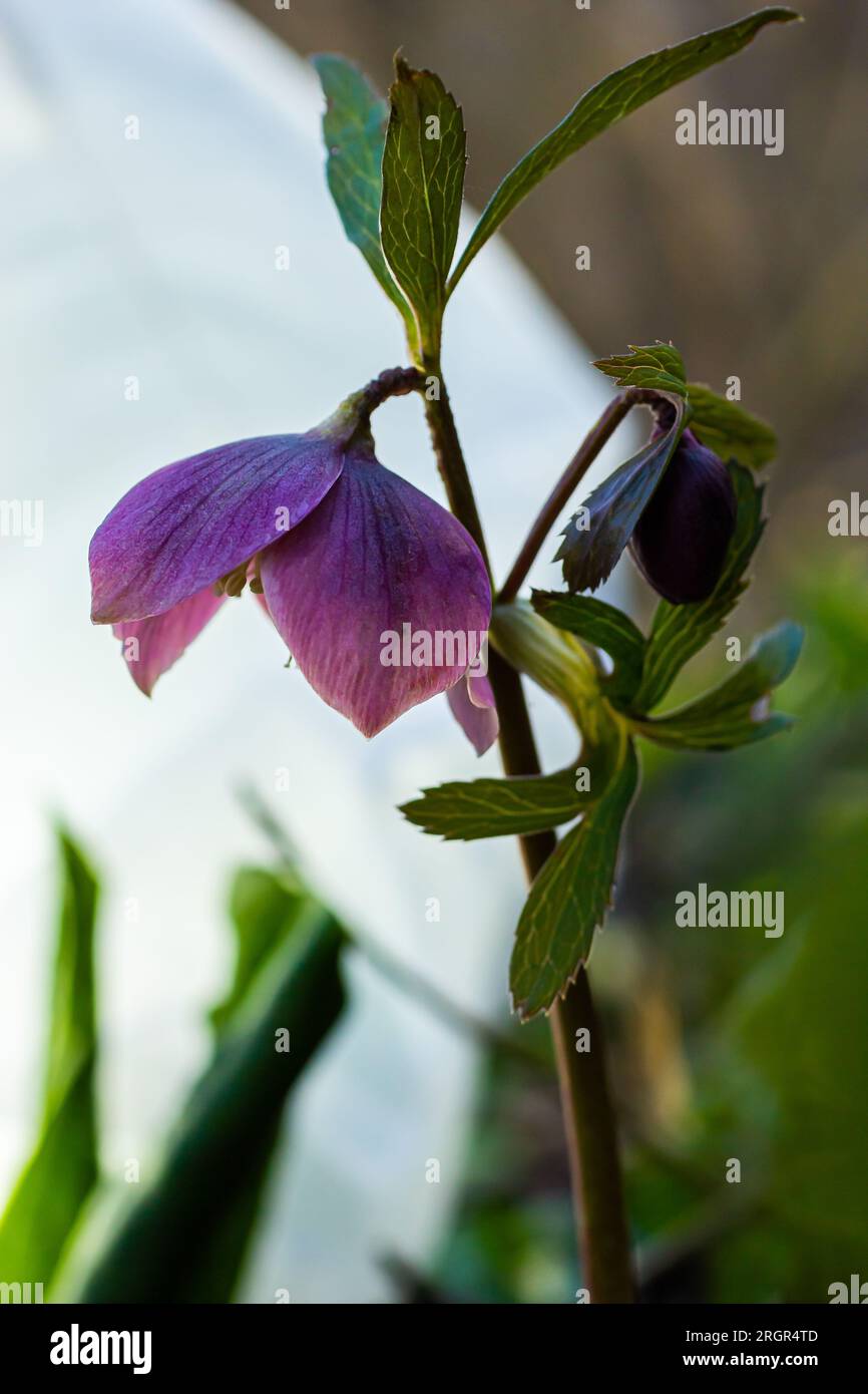 Early spring forest blooms hellebores, Helleborus purpurascens. Purple ...