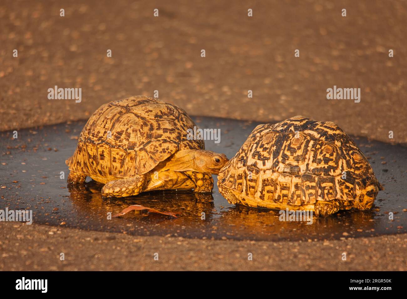 Leopard Tortoise (Stigmochelys pardalis) drinking after the rain 15016 ...