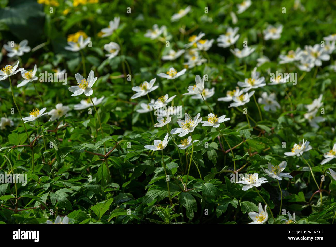 The many white wild flowers in spring forest. Blossom beauty, nature ...