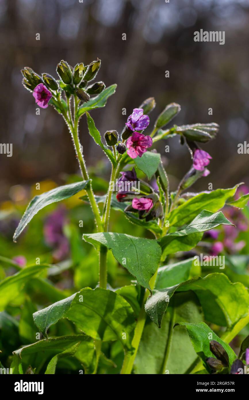 Pulmonaria, lungwort flowers of different shades of violet in one ...