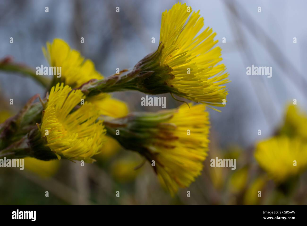 Coltsfoot or foalfoot medicinal wild herb. Farfara Tussilago plant ...