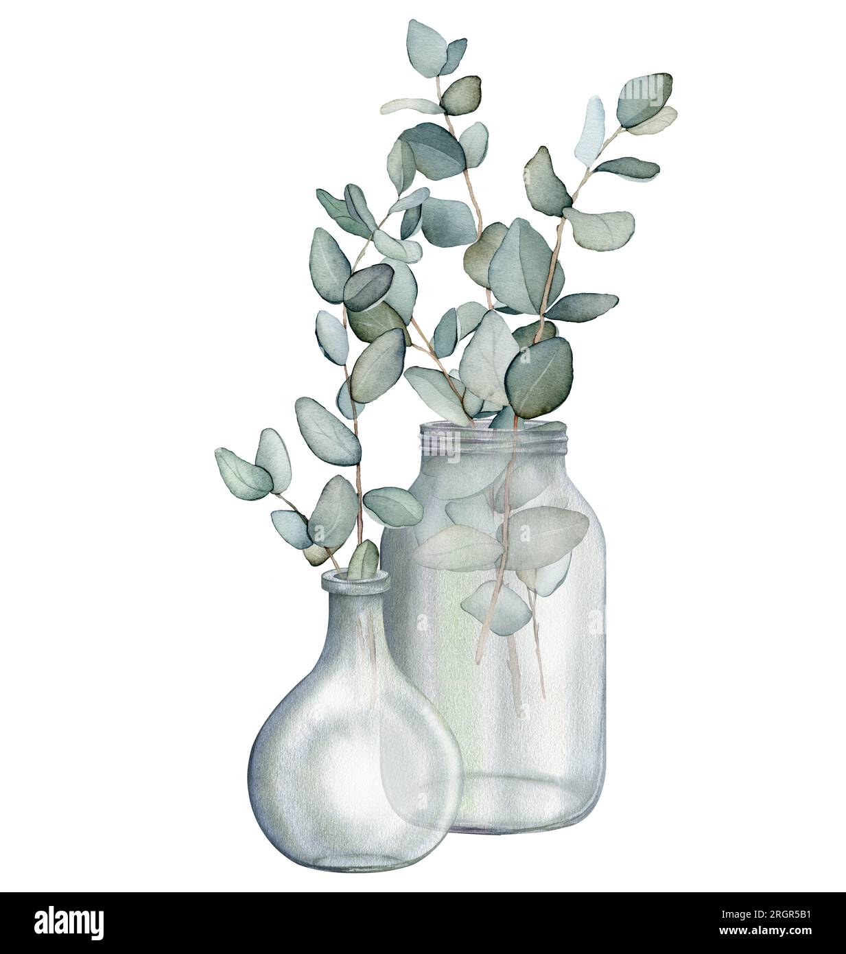 Eucalyptus, bouquet in a vase. Hand drawn clipart isolated on white ...