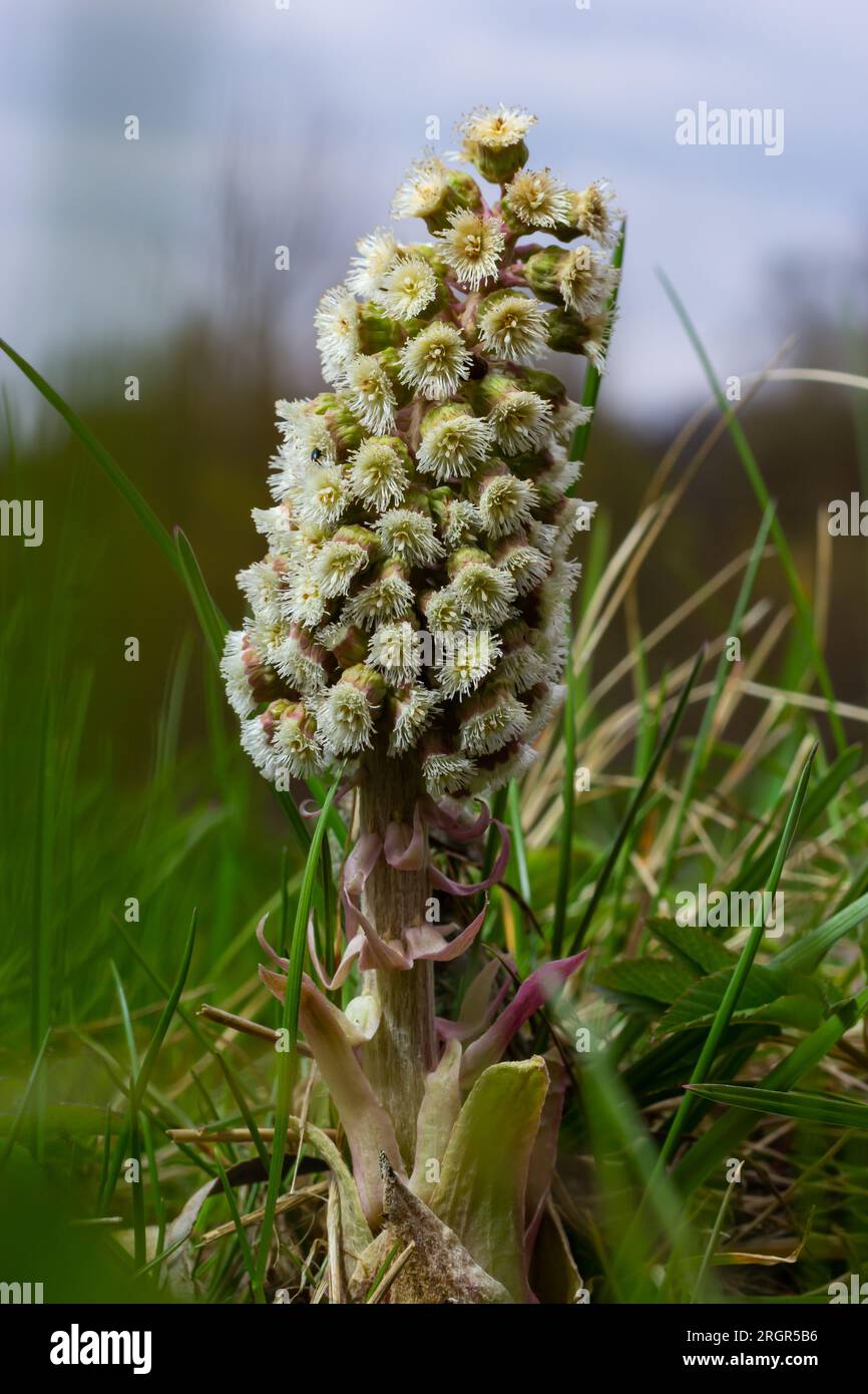 Inflorescences of butterbur, pestilence wort, Petasites hybridus ...