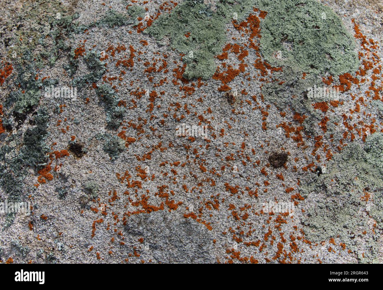Stone with lichen on surface abstract background or texture Stock Photo ...
