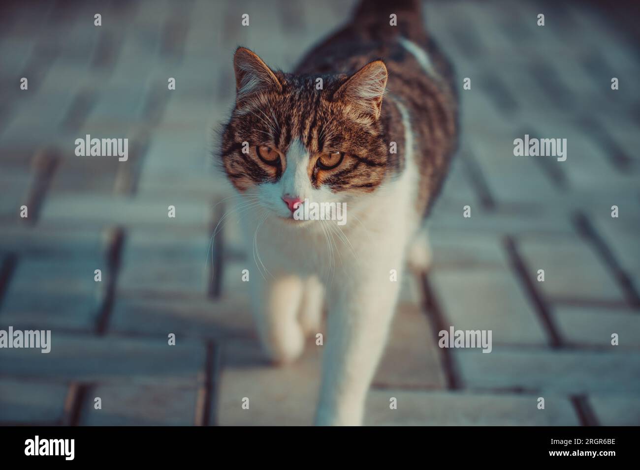Cat walks on the sidewalk evening portrait Stock Photo - Alamy