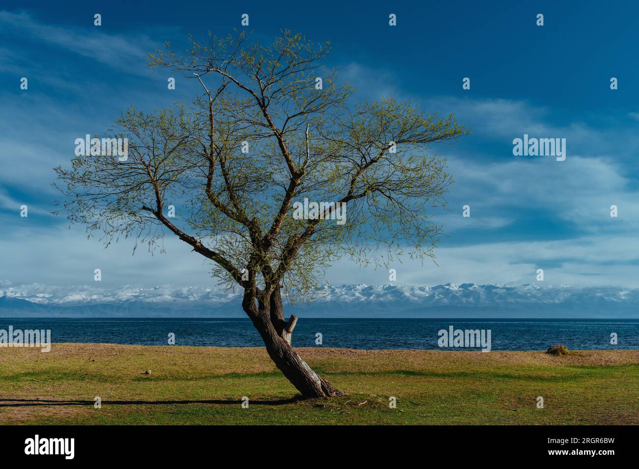 Spring landscape with tree and lake, Kyrgyzstan, Issyk-Kul lake Stock ...