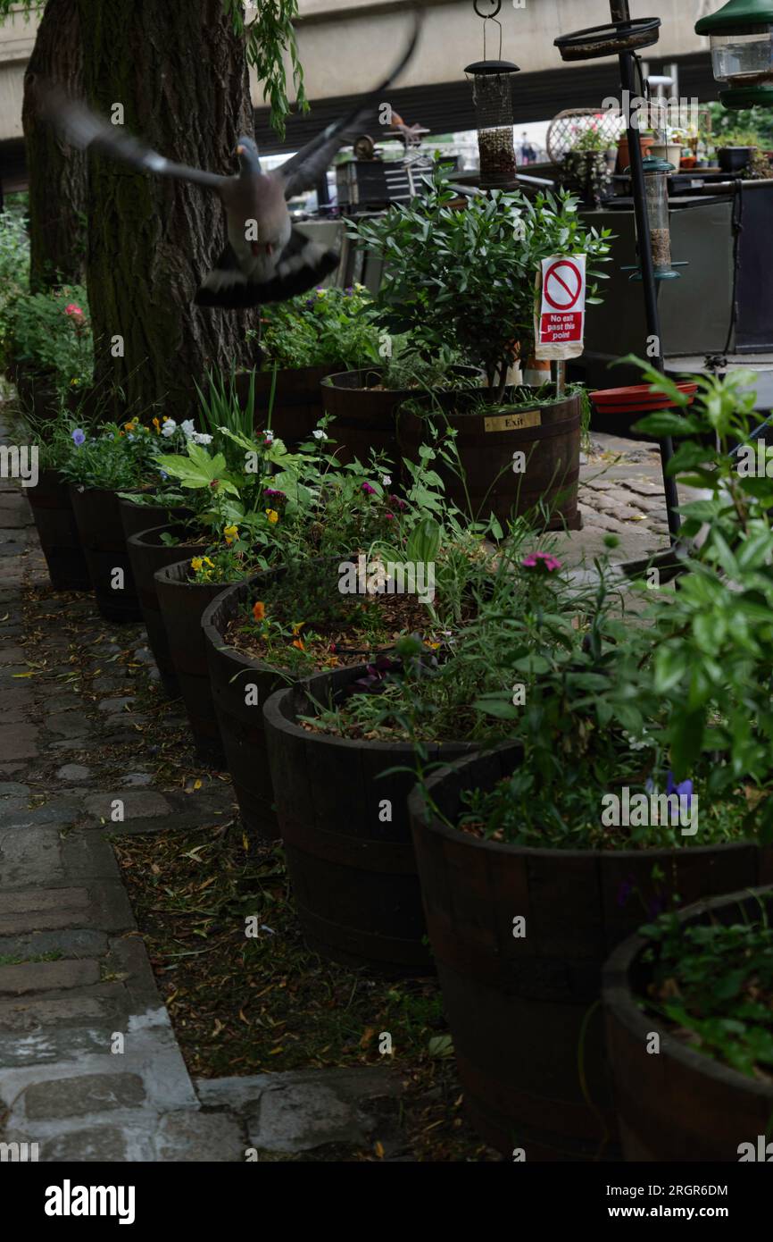 London - 05 29 2022: Flower pots with pigeon taking flight at Stone ... London - 05 29 2022: Flower pots with pigeon taking flight at Stone ...