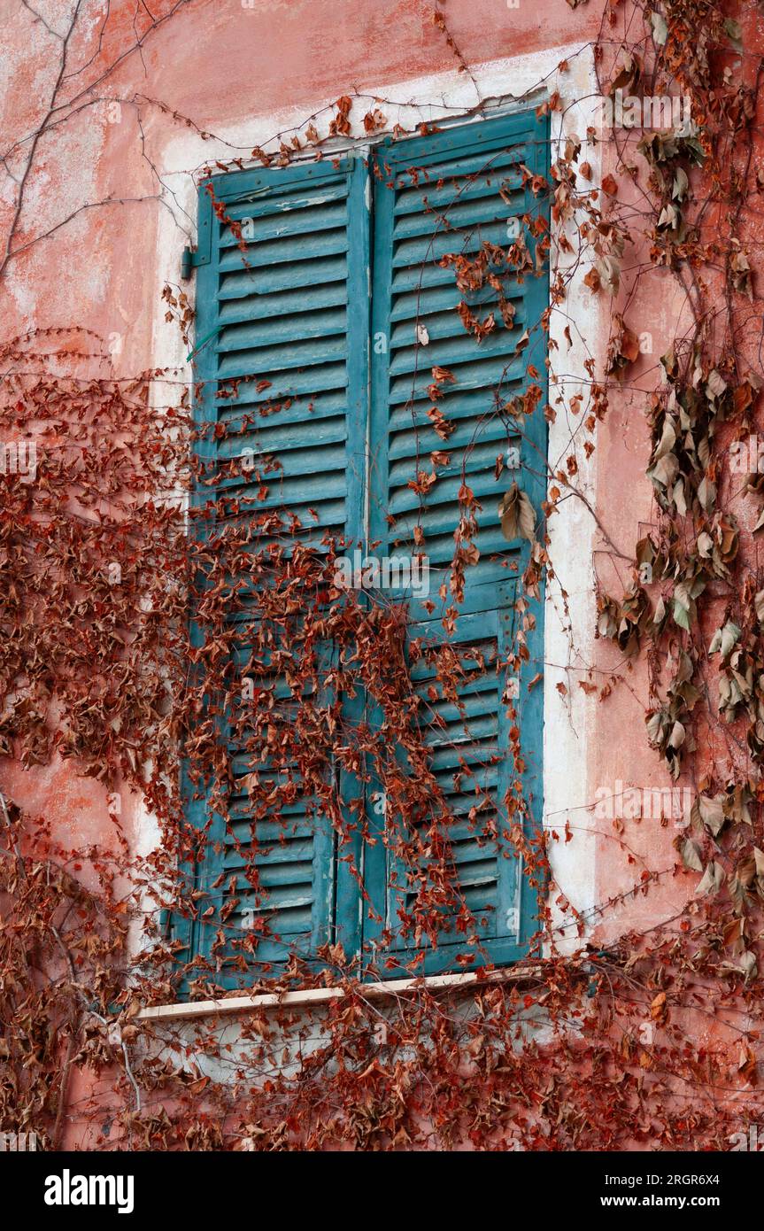 Windows and tree hi-res stock photography and images - Alamy