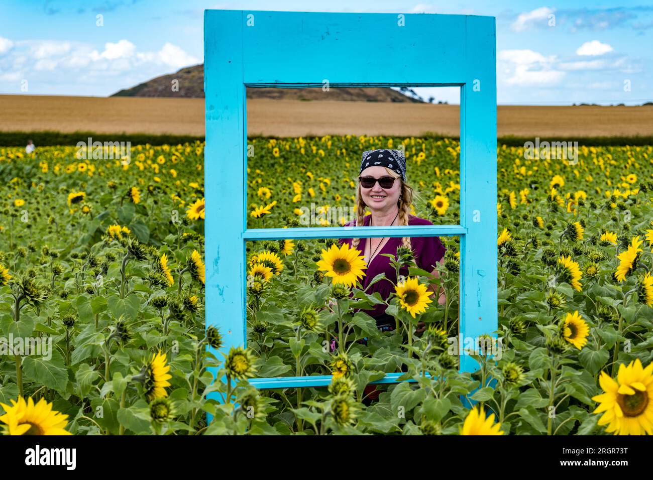 Balgone Farm, East Lothian, Scotland, UK, 11th August 2023. Balgone ...