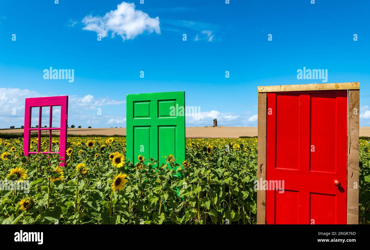 Balgone Farm, East Lothian, Scotland, UK, 11th August 2023. Balgone ...