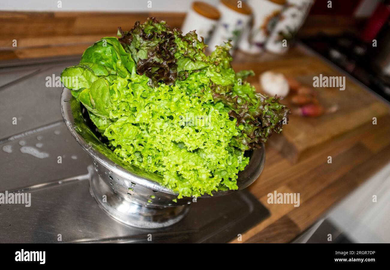 Frisee lettuce hi-res stock photography and images - Alamy