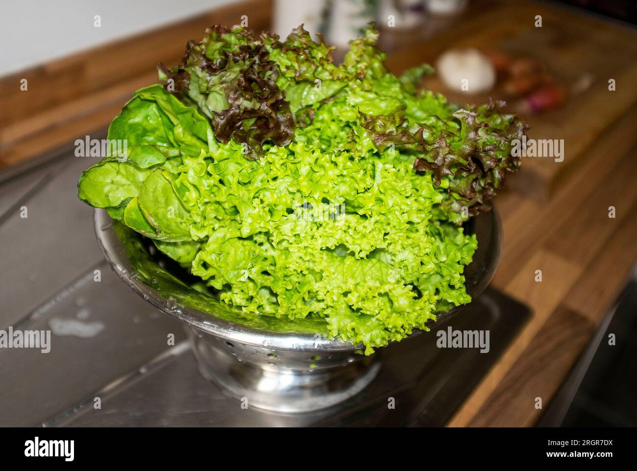 Mixed lettuce leaves including frisee and red leafed lettuce washed in ...