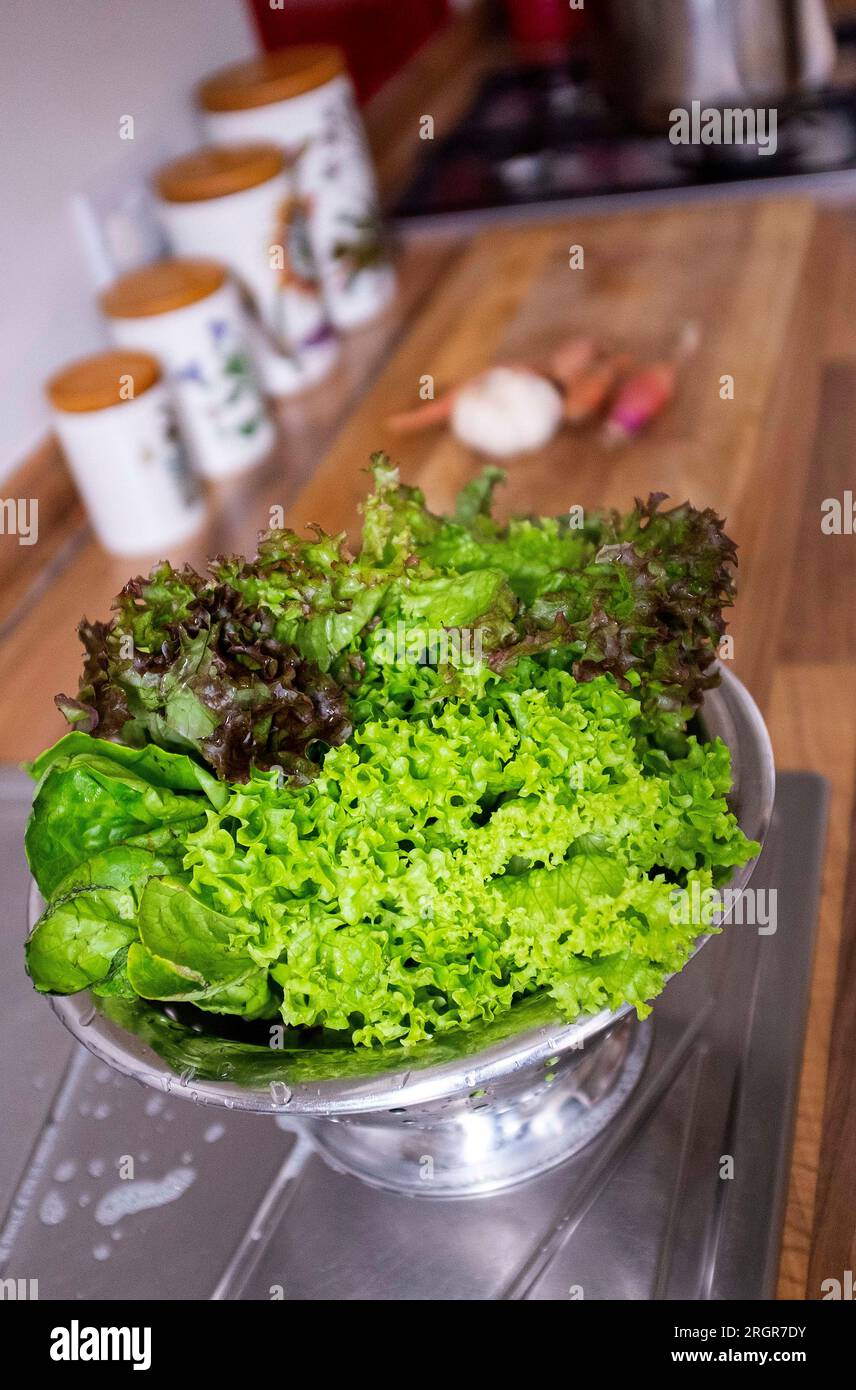 Frisee lettuce hi-res stock photography and images - Alamy