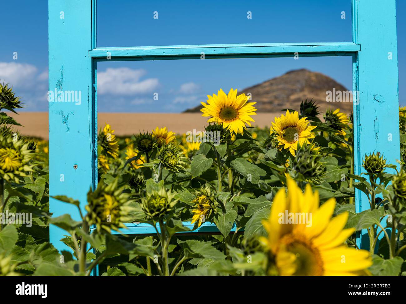 Balgone Farm, East Lothian, Scotland, UK, 11th August 2023. Balgone ...