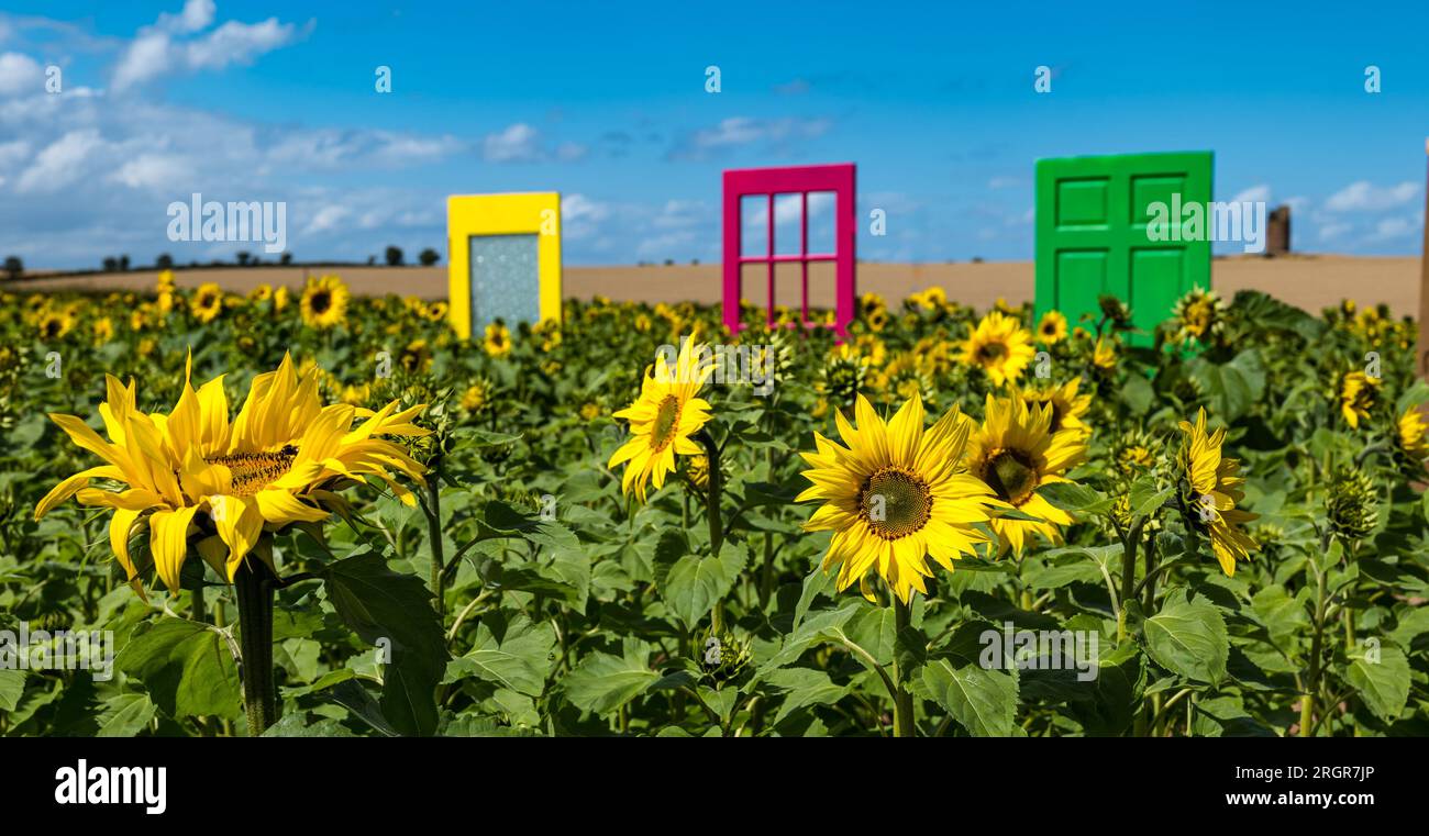 Balgone Farm, East Lothian, Scotland, UK, 11th August 2023. Balgone ...