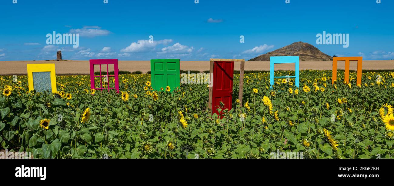 Balgone Farm, East Lothian, Scotland, UK, 11th August 2023. Balgone ...