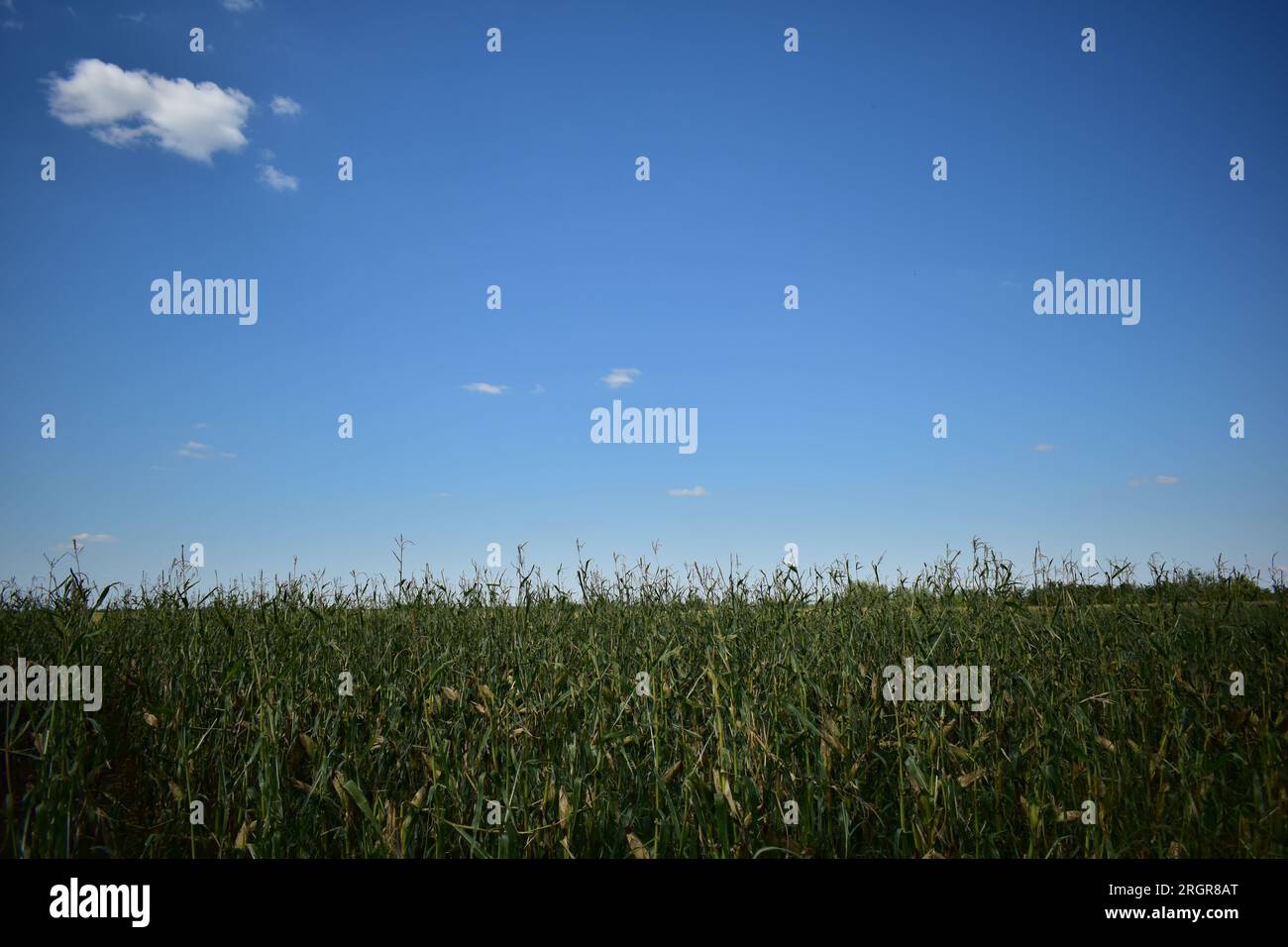 Corn crop field and blue sky with clouds. Landscape background with ...