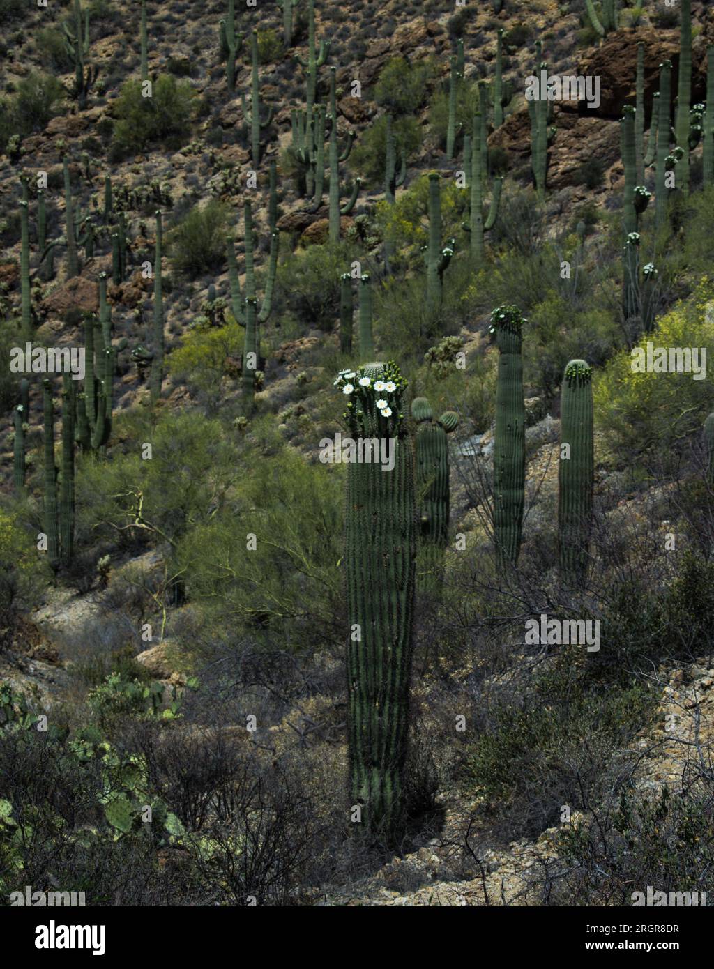 Saguaro cactus in bloom Stock Photo - Alamy