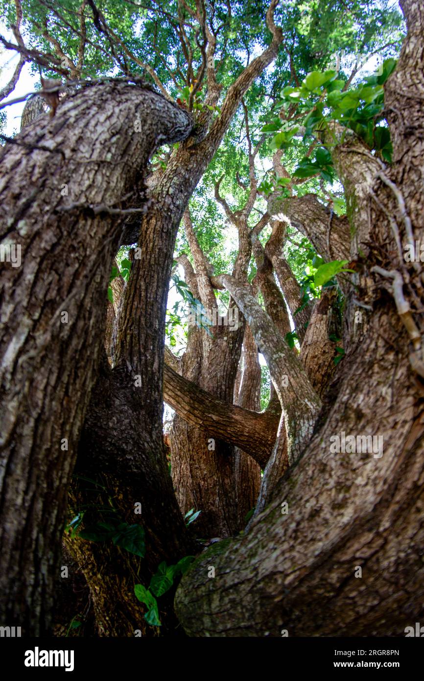 Cluster of tree hi-res stock photography and images - Alamy