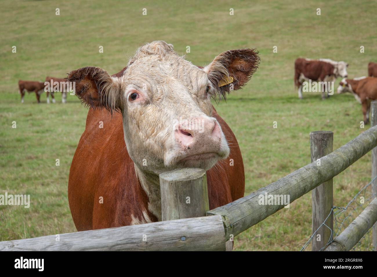 Portrait of Cattle appearing to rest chin on post. Oxfordshire England ...