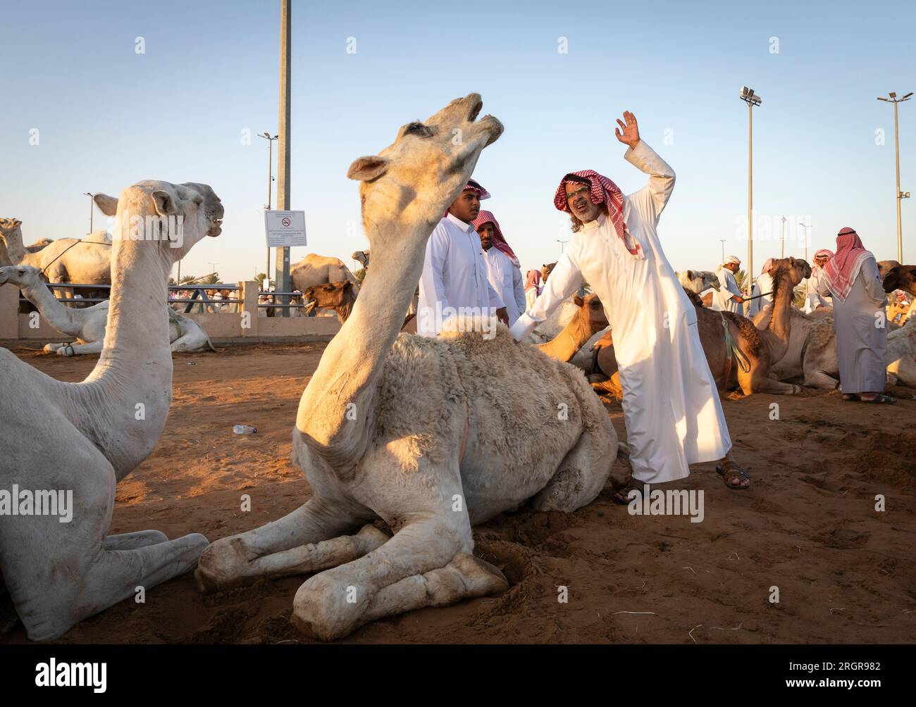 Buraydah, Saudi Arabia, 4th August 2023: camel market in the city of ...