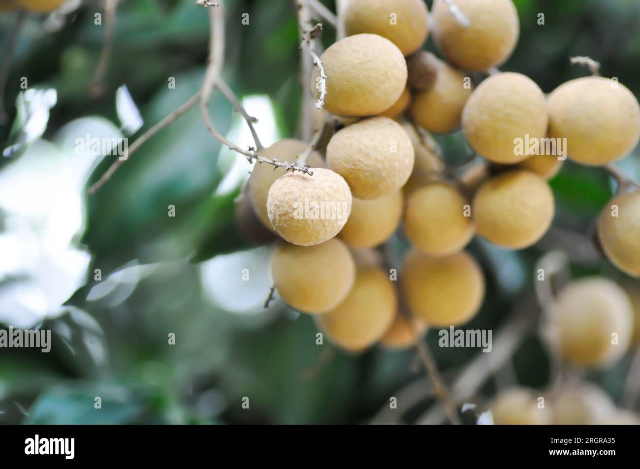 Longan fruit cluster on tree hi-res stock photography and images - Alamy