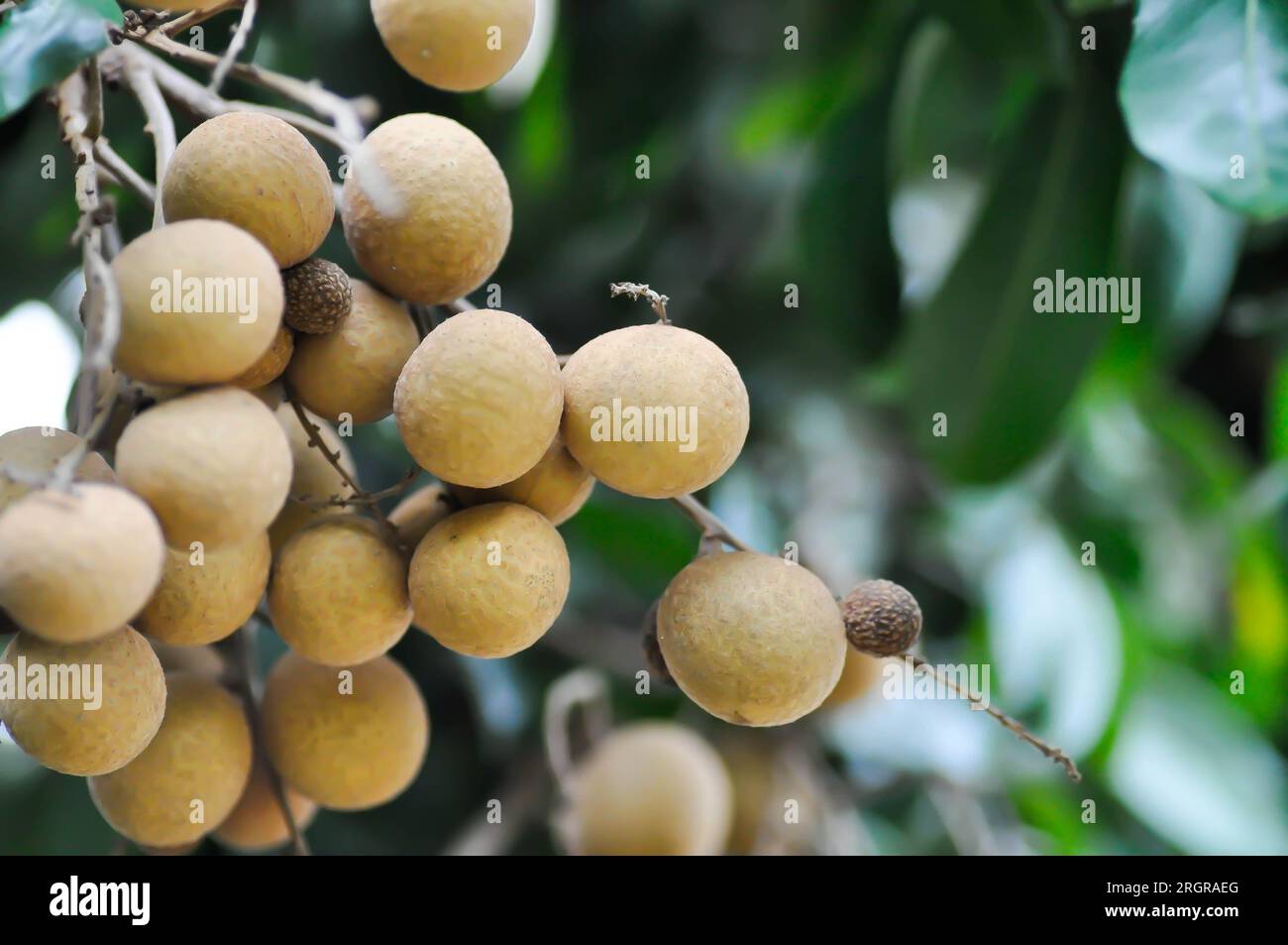 Longan tree leaves on natural hi-res stock photography and images - Alamy