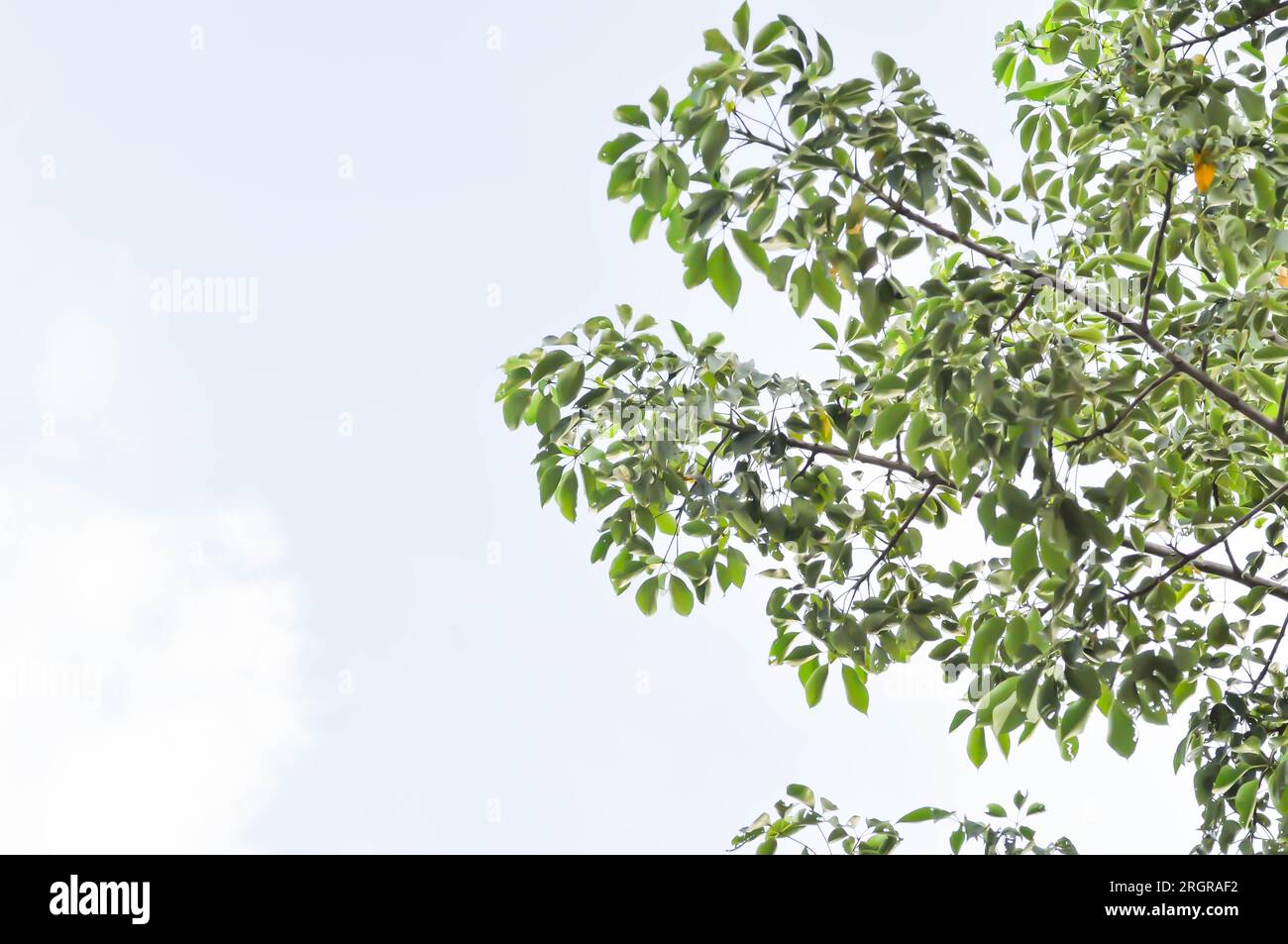 Bombax anceps pierre hi-res stock photography and images - Alamy